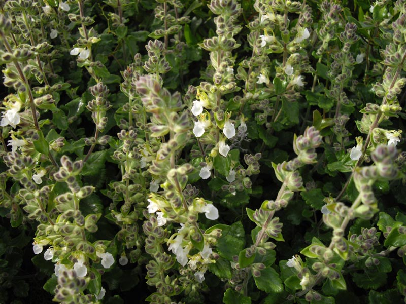 Teucrium Flavum - Câlin