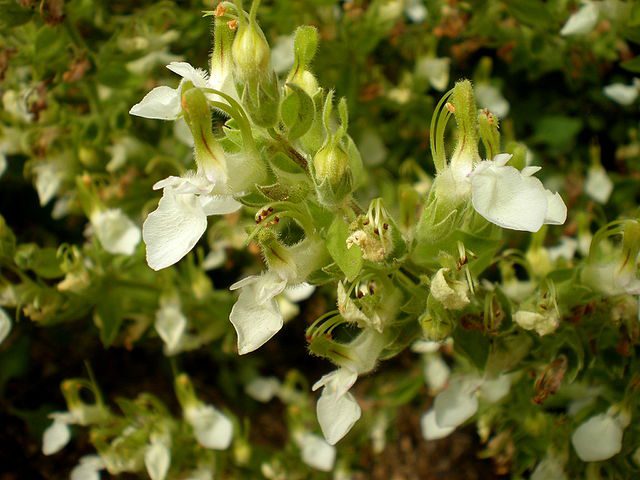 Teucrium Flavum - Câlin